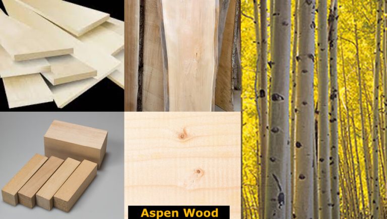 Is Aspen A Hardwood? - WoodworkMag.Com