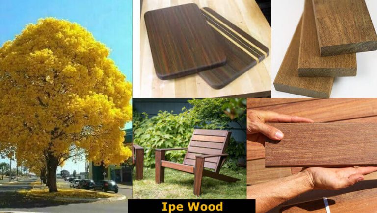 Ipe Wood: Properties, Origins, Uses, Advantages & Disadvantages ...