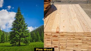 Pine Wood: Properties, Hardness, Uses, Advantages & Disadvantages ...