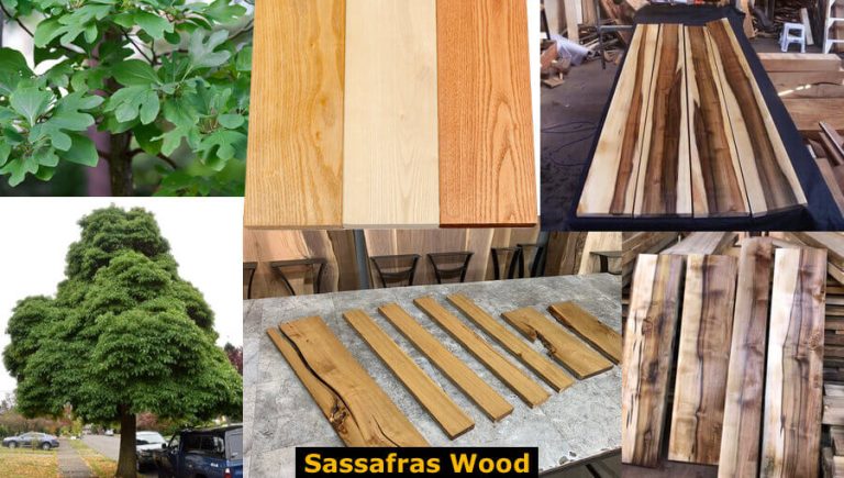 Sassafras Wood: Properties, Workability, Uses & Colors - WoodworkMag.Com