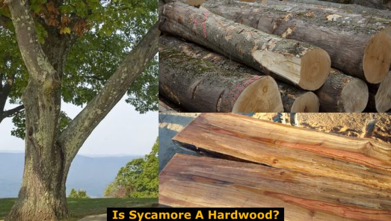 Is Sycamore A Hardwood? - WoodworkMag.Com