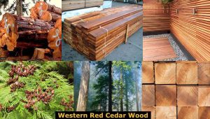 Western Red Cedar Wood: Properties, Texture, Colors, Uses & Advantages ...